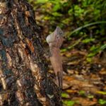 Hike to Elephant beach exploring tropical flora and fauna - Practical Details: What to Expect and How to Prepare