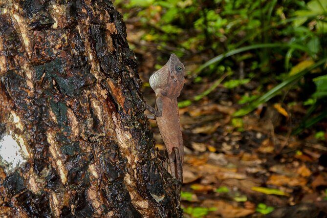 Hike to Elephant beach exploring tropical flora and fauna - Practical Details: What to Expect and How to Prepare