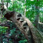 Hiking in Kandy Udawattakele Forest Reserve - Practical Details and Tips
