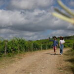 Hiking Tuscany & Chianti Wine - 3 Organic Wineries with lunch - The Value Proposition: Is It Worth the Price?
