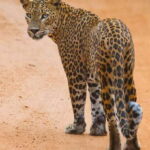 Hikkaduwa/Galle: Yala National Park Jeep Safari Day Tour - The Value of This Tour
