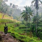 Hire Private Bali Driver - Discover Bali at Your Own Pace