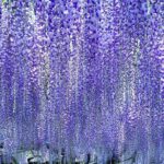Hitachi National Seaside Park`s Flowers & Ashikaga Flower Park - Transition to Ashikaga Flower Park