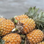 Ho Chi Minh: Authentic boat trip - Cai Rang Floating Market - Setting the Scene: A Day on the Mekong