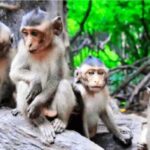 Ho Chi Minh: Eco Tour to Can Gio Mangrove Forest PVT and SIC - What Travelers Say