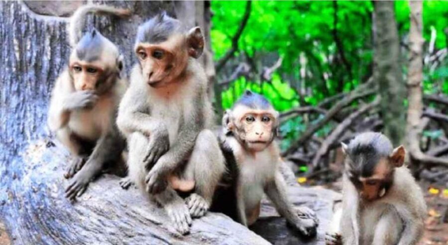 Ho Chi Minh: Eco Tour to Can Gio Mangrove Forest PVT and SIC - What Travelers Say