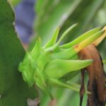 Ho Coc Beach - Nature Reserve and Dragon-fruit Farm trip with home-cooked lunch - Frequently Asked Questions