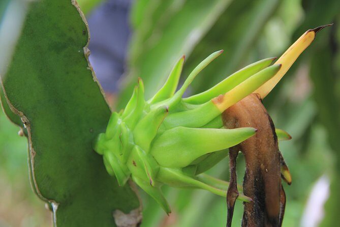 Ho Coc Beach - Nature Reserve and Dragon-fruit Farm trip with home-cooked lunch - Frequently Asked Questions