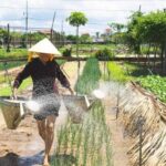 Hoi An: Authentic Cooking class in organic Herb Village - What’s Included and Practical Details