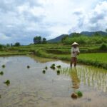 Hoi An Countryside Bicycle Tour : 25 Km Real Vietnam - The Cycling Route: Going Beyond the Tourist Trail