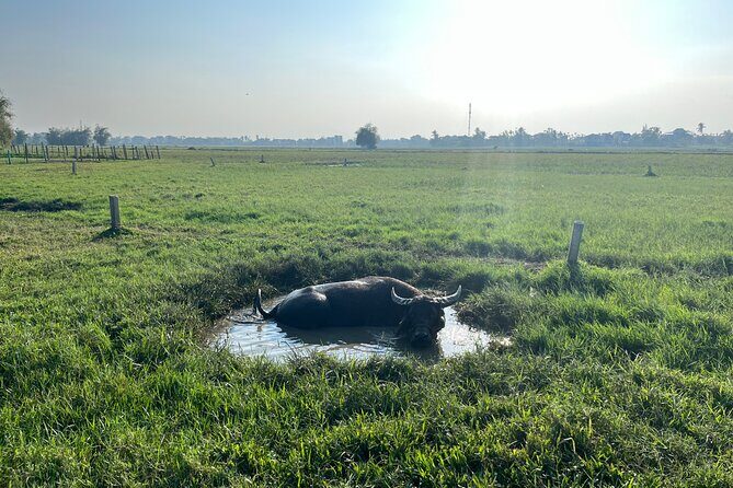 Hoi An countryside biking tour, water buffalo+ basket boat ride - Practical Considerations