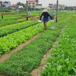 Hoi An craft villages and Tra Nhieu fishing village by bike/boat - Authenticity and Value: Why It’s Worth Your Time