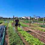 Hoi An: Rural Bike Tour and Traditional Villages - Detailed Breakdown of the Itinerary