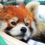 Hokkaido Asahiyama Zoo, Furano and Biei Bus Tour - Who Would Love This Tour?