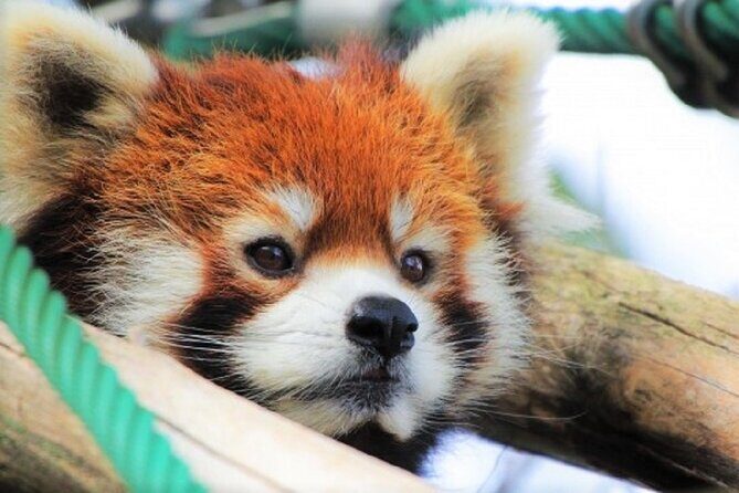 Hokkaido Asahiyama Zoo, Furano and Biei Bus Tour - Who Would Love This Tour?