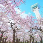 Hokkaido Hakodate Cherry Blossom 2D1N Bus tour from Sapporo - Who will love this tour?