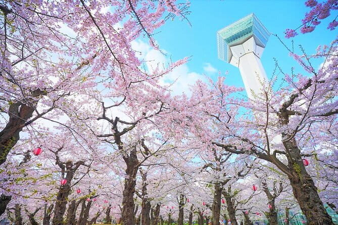 Hokkaido Hakodate Cherry Blossom 2D1N Bus tour from Sapporo - Who will love this tour?