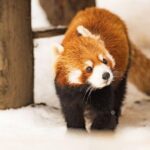 Hokkaido Highlights of Flower Blossom, Asahiyama Zoo& Blue pondAoi-ike! - Authentic Feedback and Tips