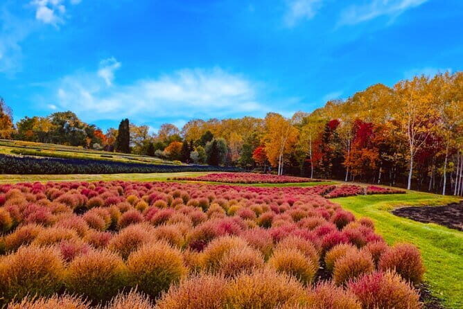 Hokkaido Jozankei Hoheikyo Dam Autumn Leaves Day Trip - Final Thoughts: Who Will Love This Tour?