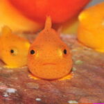 Hokkaido Otaru Aquarium, Ropeway, Cinematic Bus Tour from Sapporo - Practical Insights and Overall Value