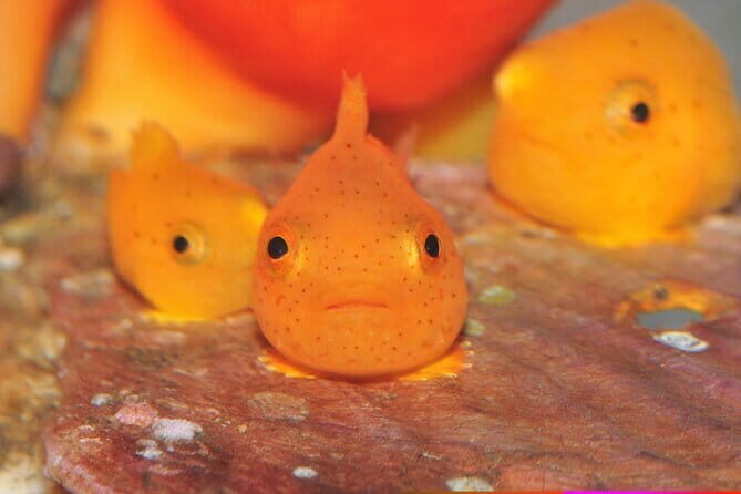 Hokkaido Otaru Aquarium, Ropeway, Cinematic Bus Tour from Sapporo - Practical Insights and Overall Value