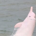 Hong Kong Dolphin Watch Tour - What Makes This Tour Stand Out