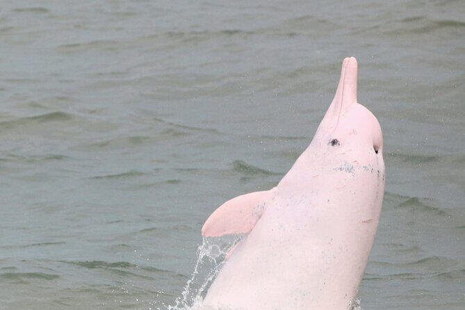 Hong Kong Dolphin Watch Tour - What Makes This Tour Stand Out