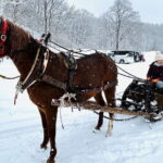Horse-drawn sleigh & making local cuisine - Who Will Love This Tour?