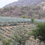 Horseback Riding among Agaves and Food: Experience the Morning in Amatitan - Authenticity and Traveler Feedback