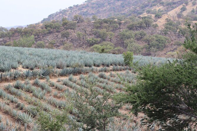 Horseback Riding among Agaves and Food: Experience the Morning in Amatitan - Authenticity and Traveler Feedback
