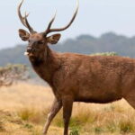 Horton Plains National Park From Nuwara Elia Tuk Tuk Tour - Exploring the Parque: The Highlights