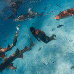 Hulhumale: Snorkeling Experience Nurse Shark - Introduction: What Makes This Tour Special?