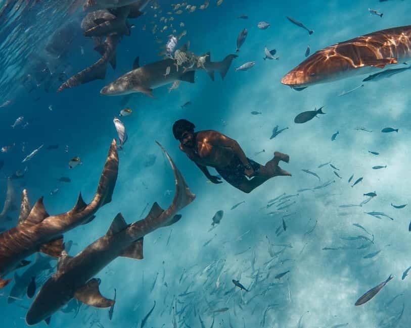 Hulhumale: Snorkeling Experience Nurse Shark - Introduction: What Makes This Tour Special?