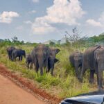 Hurulu Eco Park Private Safari - An In-Depth Look at the Hurulu Eco Park Safari