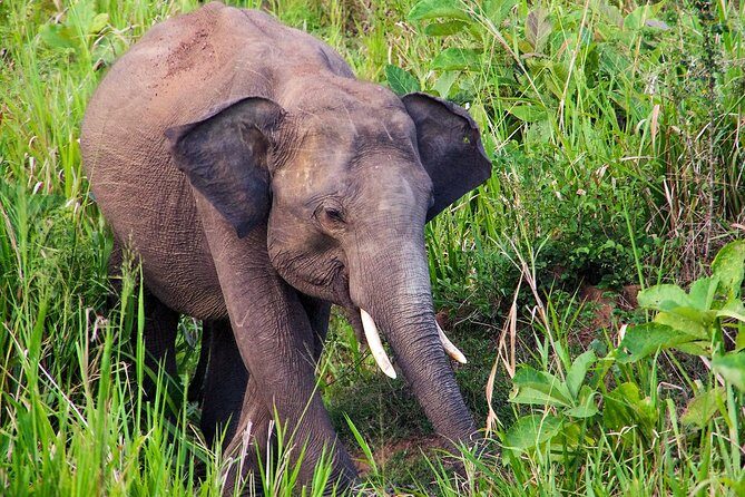 Hurulu Eco Park Private Safari from Dambulla - Is the Cost Worth It?