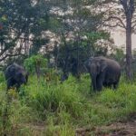 Hurulu Eco Park Private Safari from Sigiriya - Who Will Benefit Most?