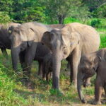 Hurulu Eco Park Private Safari with Naturalist - FAQ