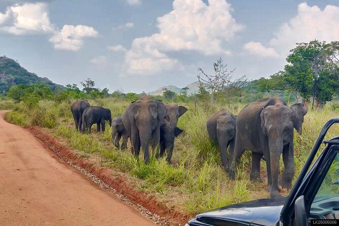 Hurulu Eco Park Private Safari - An In-Depth Look at the Hurulu Eco Park Safari