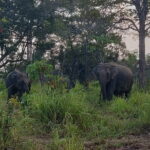 Hurulu Eco Park Safari - Itinerary and Experience Breakdown