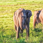 Hurulu Eco Park Safari from Polonnaruwa - Exploring the Itinerary: What to Expect
