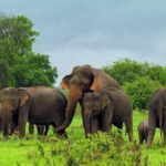 Hurulu Eco Park Safari From Sigiriya - Who Will Love This Tour?