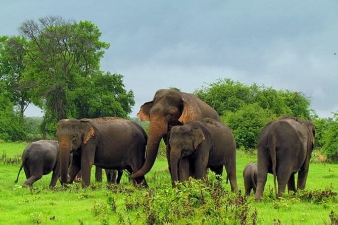 Hurulu Eco Park Safari From Sigiriya - Who Will Love This Tour?