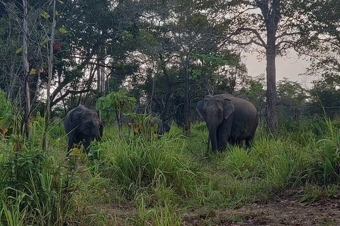 Hurulu Eco Park Safari - Itinerary and Experience Breakdown