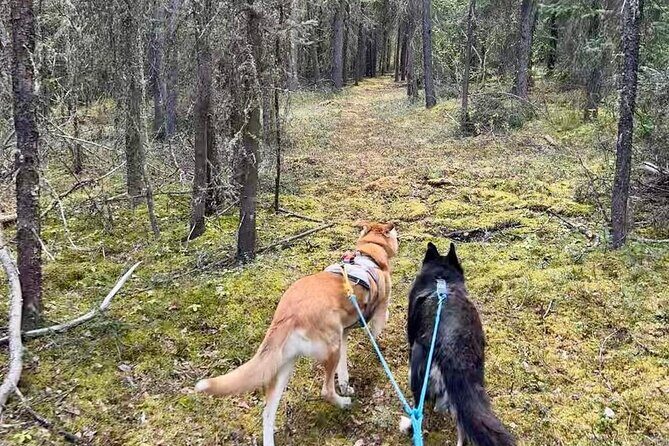Husky Hike and Forest Adventure - The Overall Value