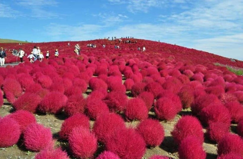 Ibaraki: Seafood Market, Kochia Hills, and Mentaiko Tour - Practical Details and Tips for Travelers