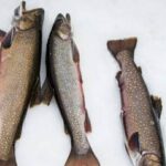 Ice fishing - Discovering Quebec’s Ice Fishing Tour