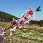 Icheon Mountain Hiking & Culture Tour - A Thorough Look at the Icheon Mountain Hiking & Culture Tour