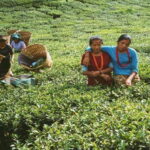 Ilam: 7-Day Luxury Tea Garden Stay in Illam - Setting the Scene: The Spirit of the Tour