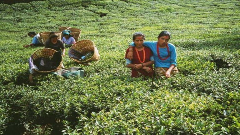 Ilam: 7-Day Luxury Tea Garden Stay in Illam - Setting the Scene: The Spirit of the Tour