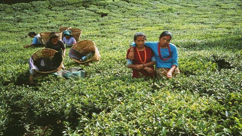 Ilam: 7-Day Luxury Tea Garden Stay in Illam - Setting the Scene: The Spirit of the Tour